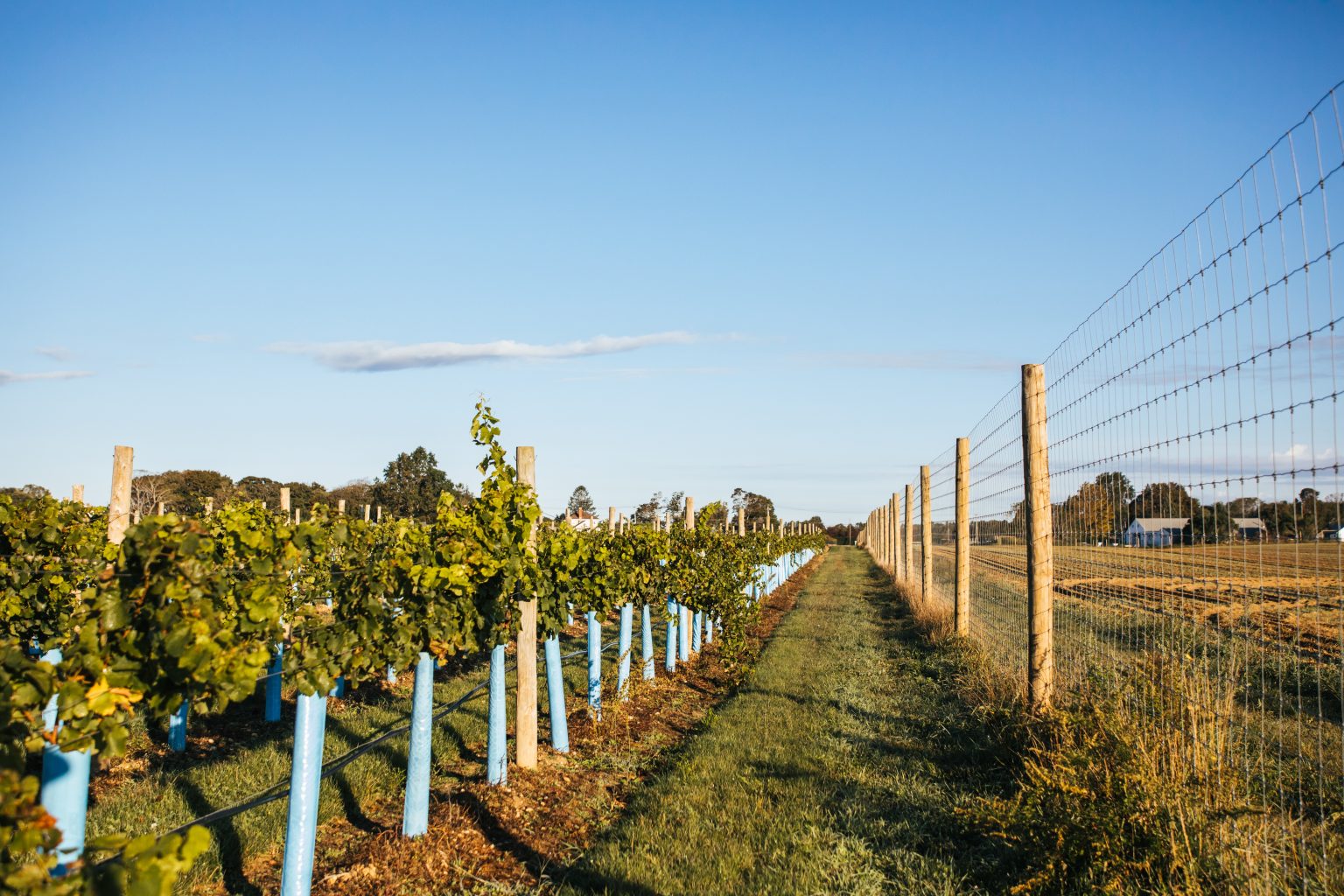 Clovis Point Vineyard & Winery – Long Island Wine Country