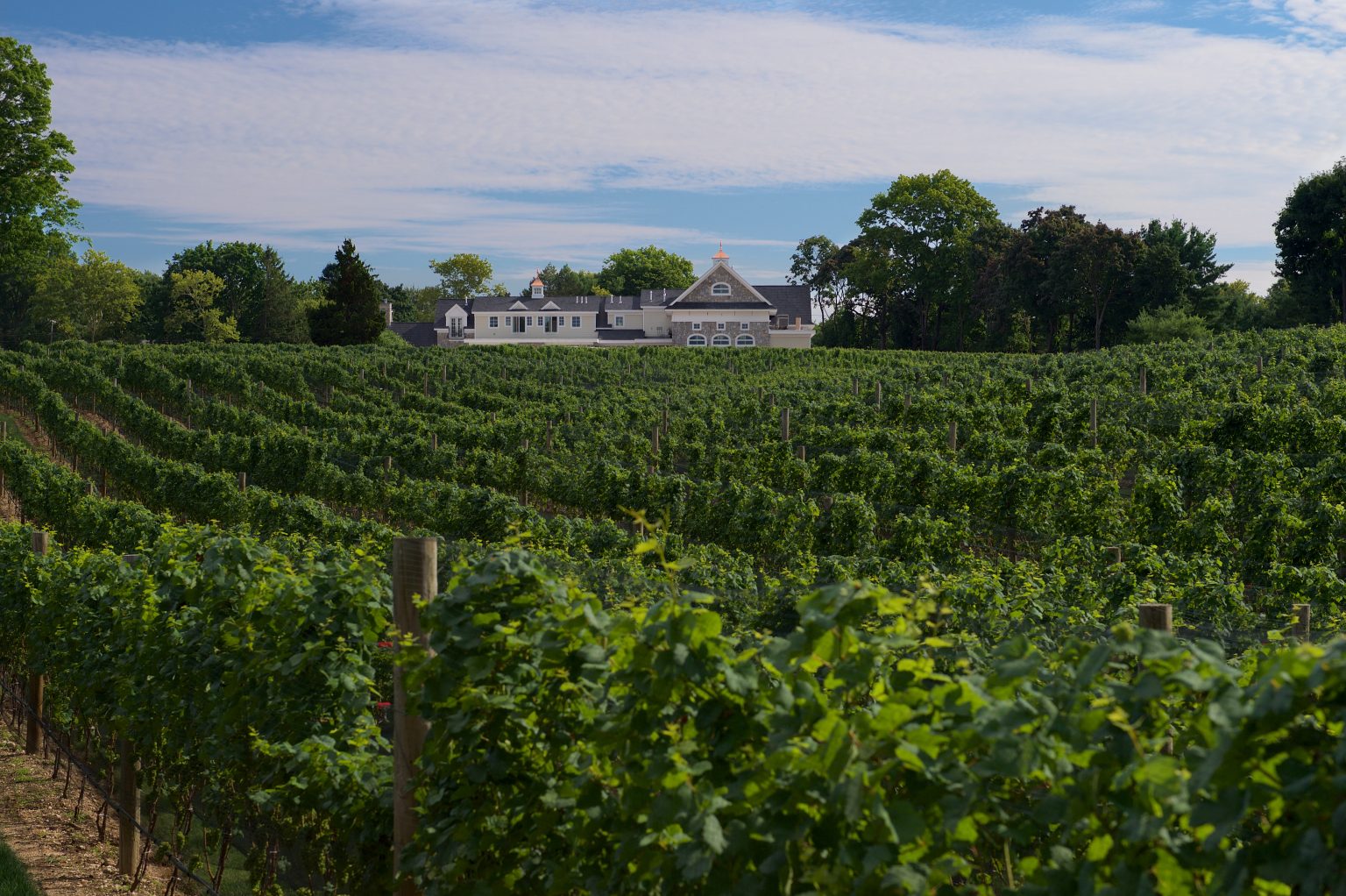 Del Vino Vineyards – Long Island Wine Country